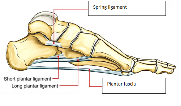 Midfoot problems — Chelsea and Westminster Hospital NHS Foundation Trust