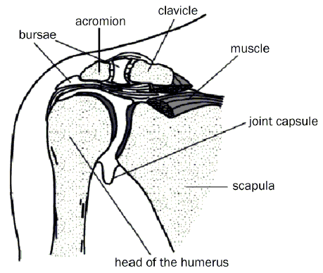 shoulder1.bmp — Chelsea and Westminster Hospital NHS Foundation Trust